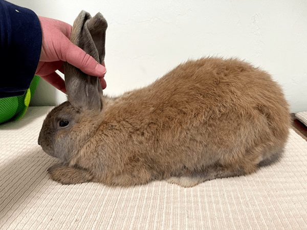 American Rabbit Breed Information - Doebuck Blues