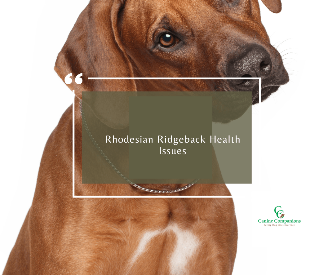 Rhodesian Ridgeback Health Issues