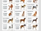 Dog Life Expectancy Chart By Breeds