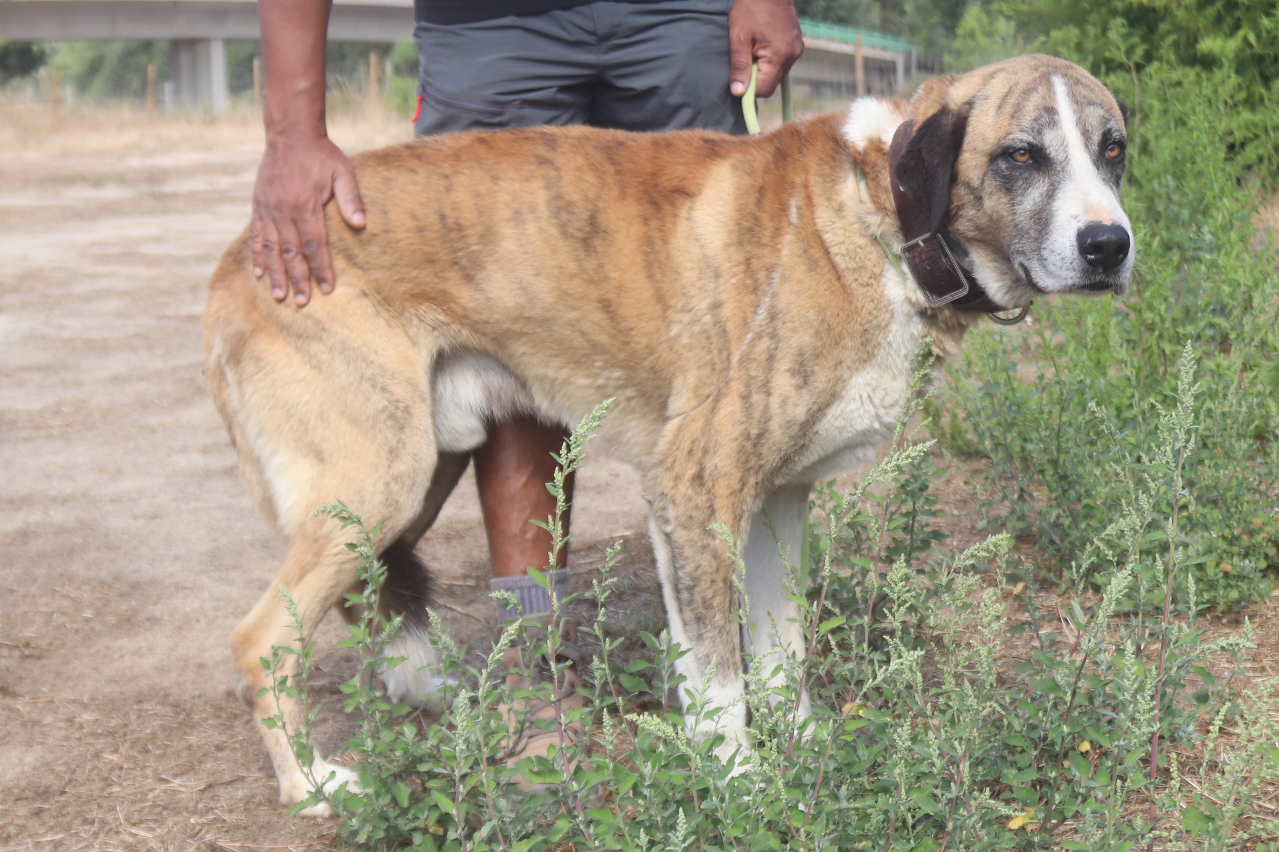 How Intelligent Is A Rafeiro Do Alentejo