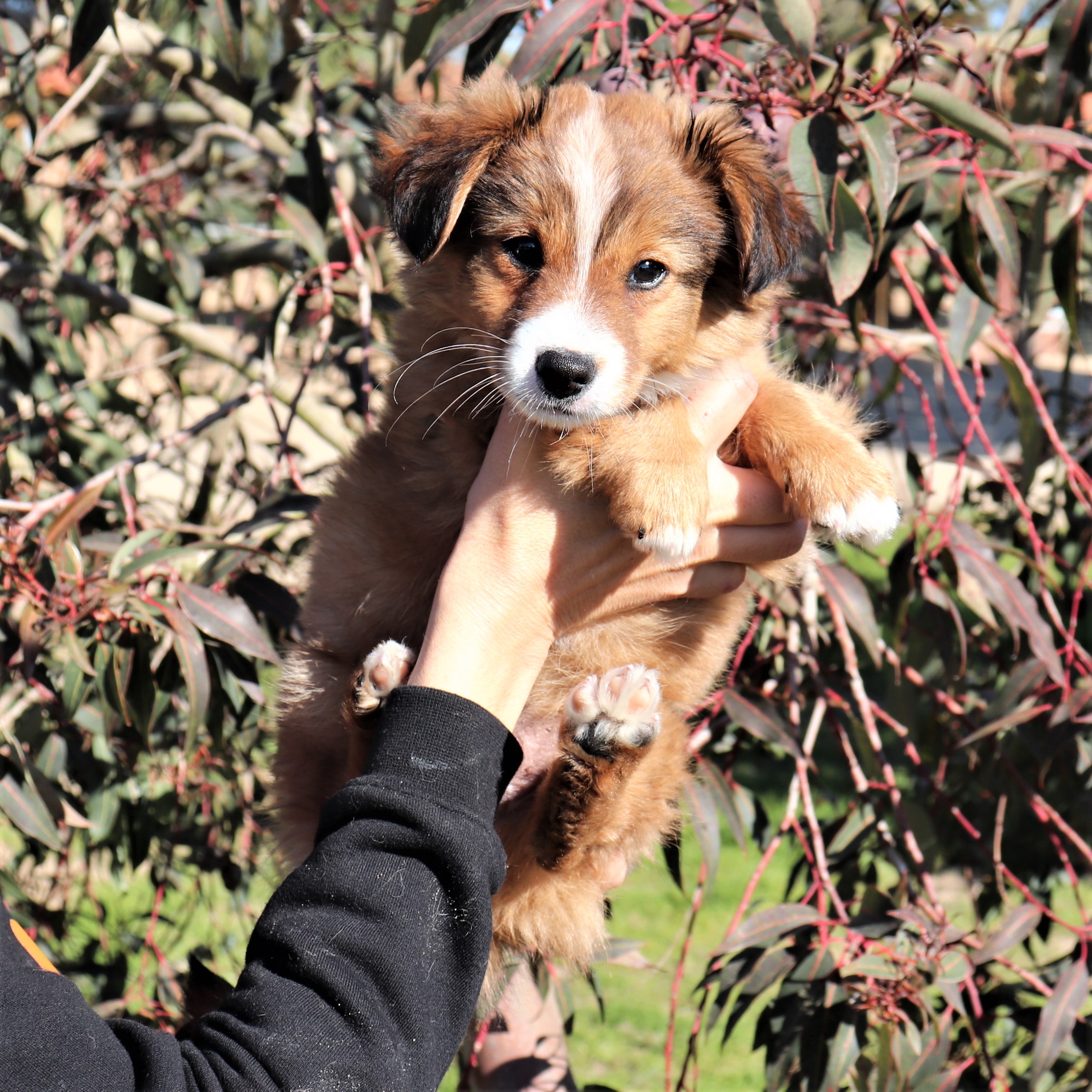 Baltus - Dogs of Portugal