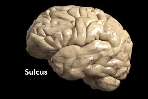 Sulcus Nedir? Tıp Dilinde Sulcus Ne Demek? • Doktordan Haberler