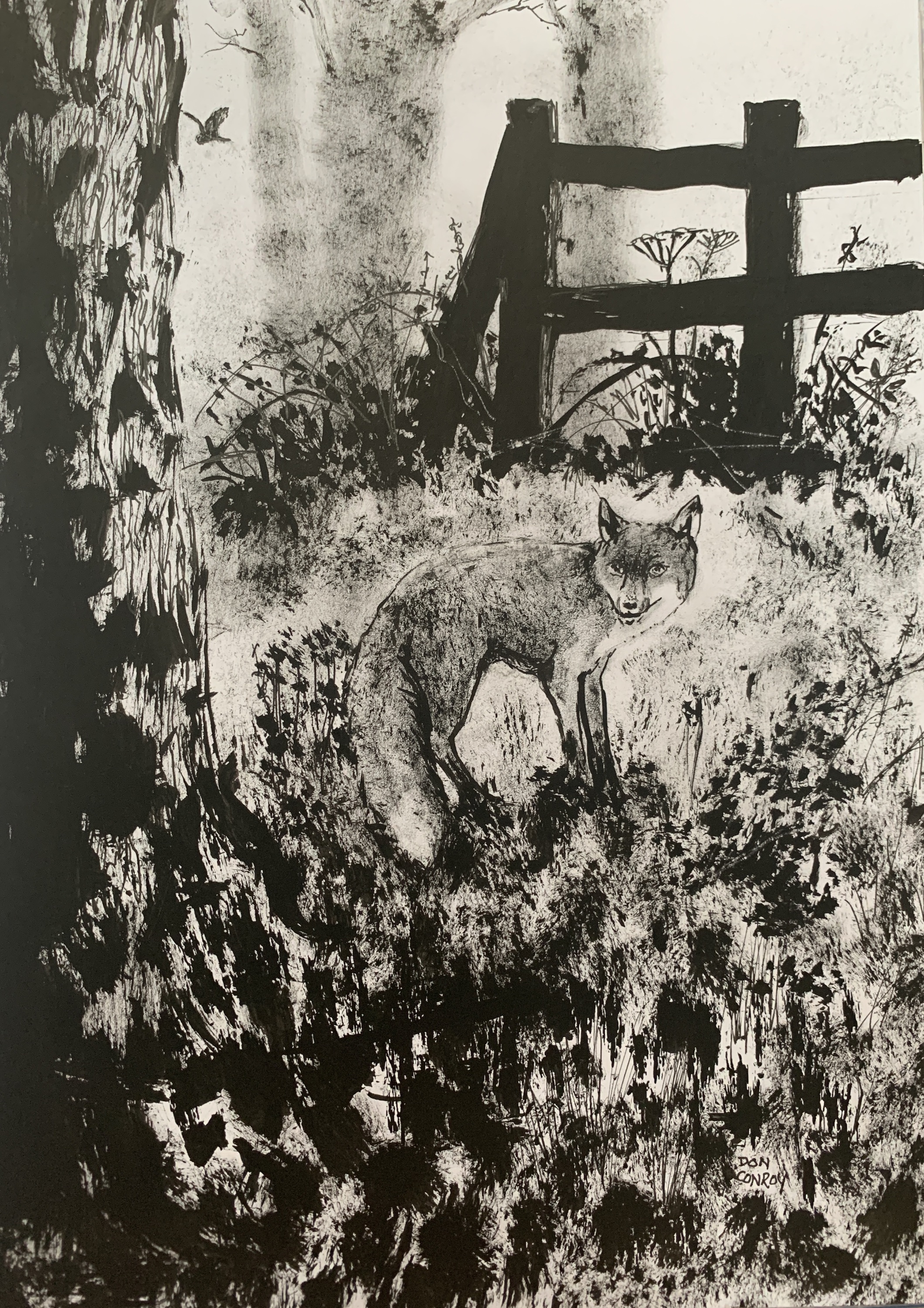 Fox at the fence – Don Conroy