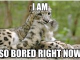50 Funny Bored Memes That Will Make You Laugh