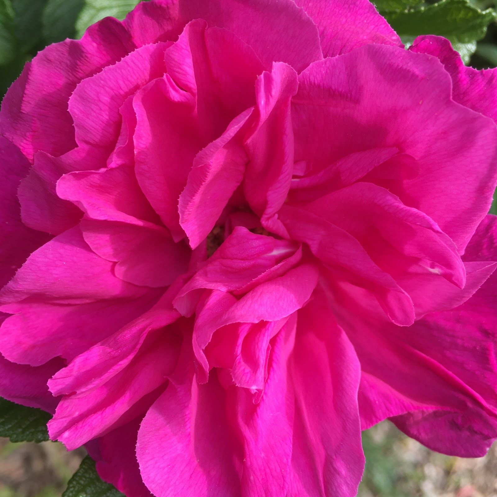 SIVAN 5781: Moon of Blossoming Revelation / Moon of Milk and Honey ...