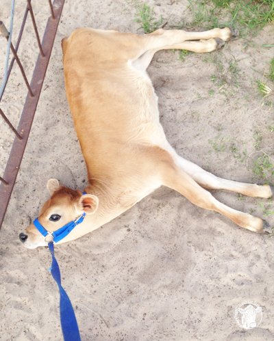 Halter breaking an adult cow (and calf) ~ Down A Cow Trail