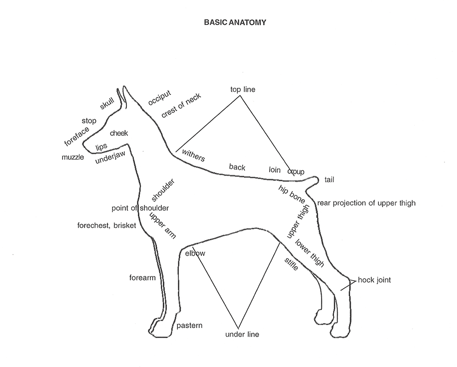 The Doberman Standard - Doberman Pinscher Club of Northern California