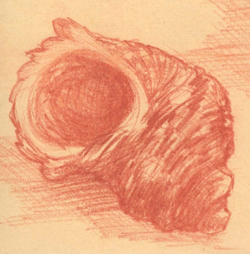 Still Life | Drawing Conclusions