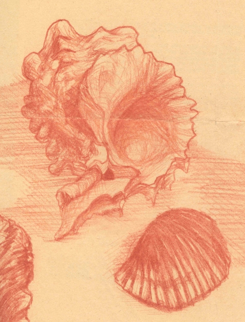 Still Life | Drawing Conclusions