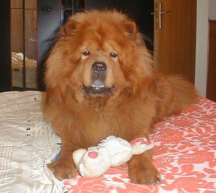 chow chow | cau cau