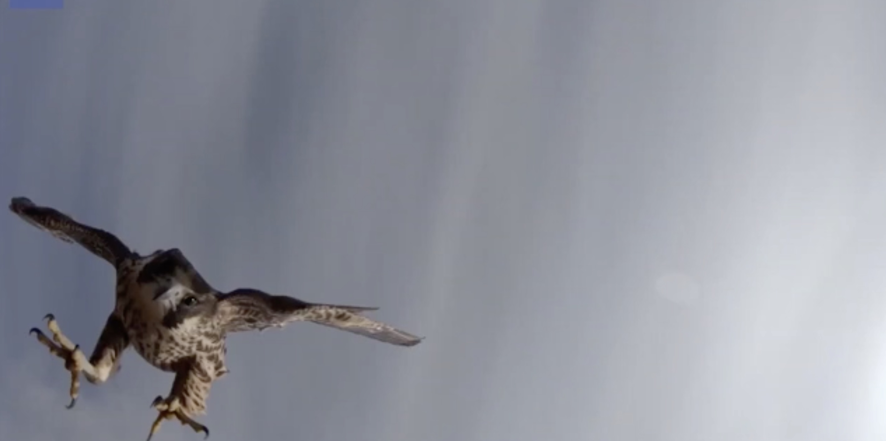 Watch astonishing video of Siberian falcon attacking a drone at 2,300 feet