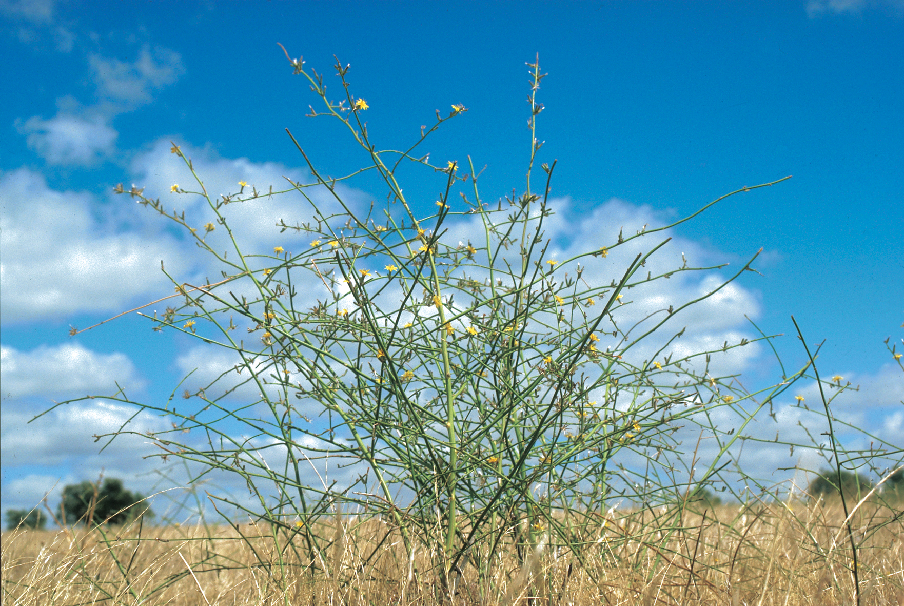 In Western Australia, farm drones battle hated skeleton weed - DroneDJ