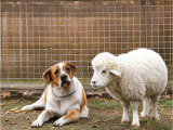Dual Process Image Generation