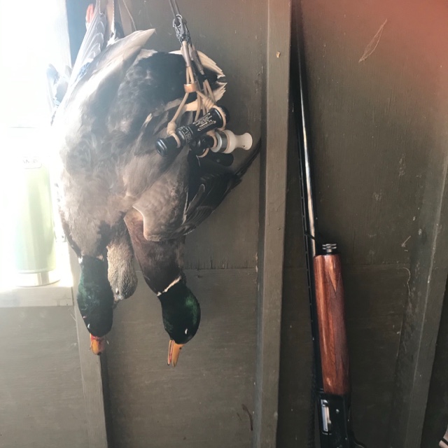 image – Duck Tracker