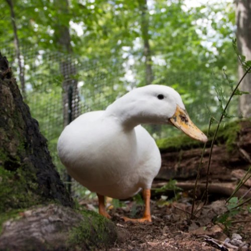 Duck Asks - Dive Into A World Of Fun With Ducks!