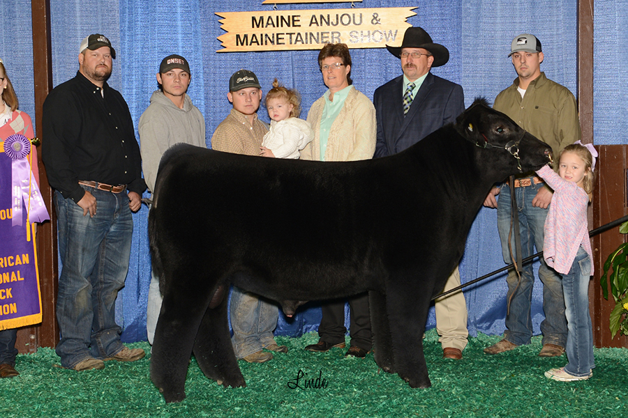 Maine Anjou Show Cattle
