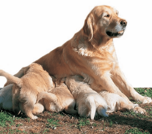 Guía visual de las razas caninas - El carácter del perro