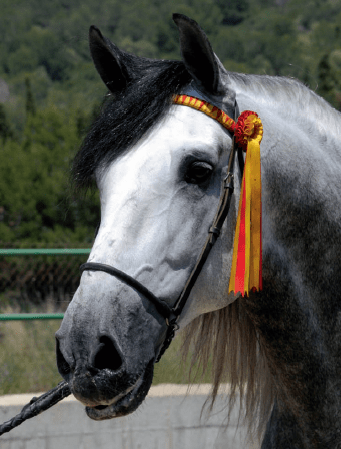 Los caballos ibéricos