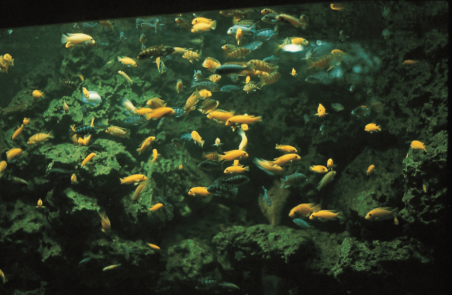 Conoce los animales del mar - Meet the animals of the sea