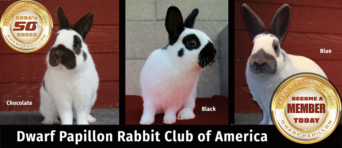 DwarfPapillonBanner1 – Dwarf Papillion Club