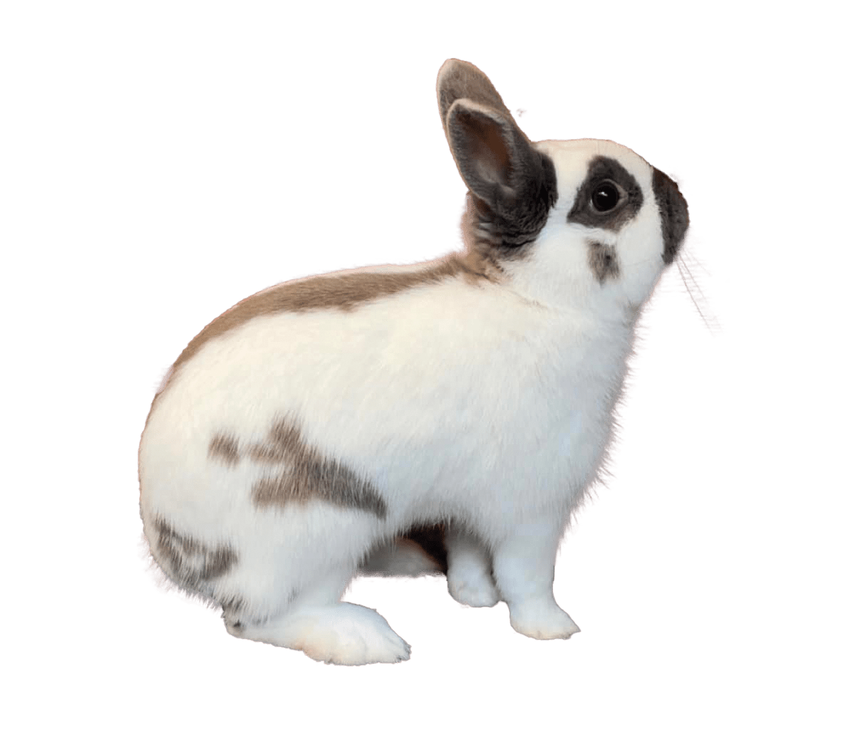 TortDwarfPapillon – Dwarf Papillion Club