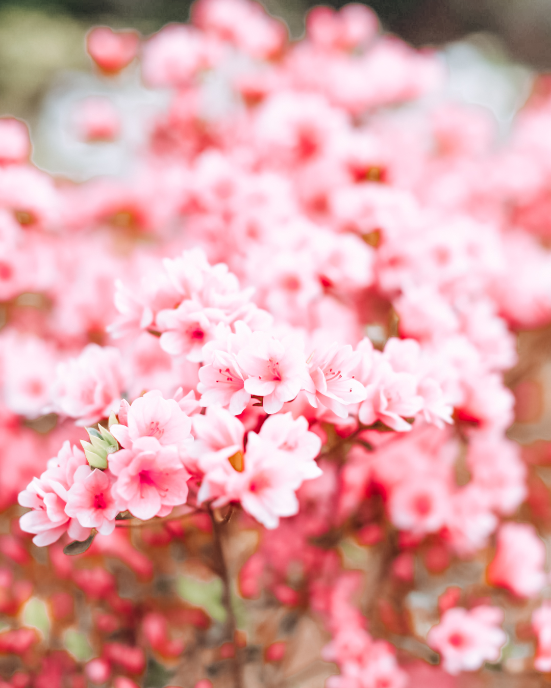 21 Reasons To Visit Charlotte, NC: Why You Should Visit Charlotte