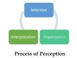 Process Of Perception Perception Process Includes Selecting