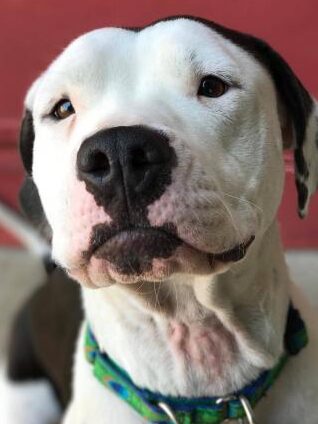 Available Dogs/Puppies - Evergreen Animal Protective League