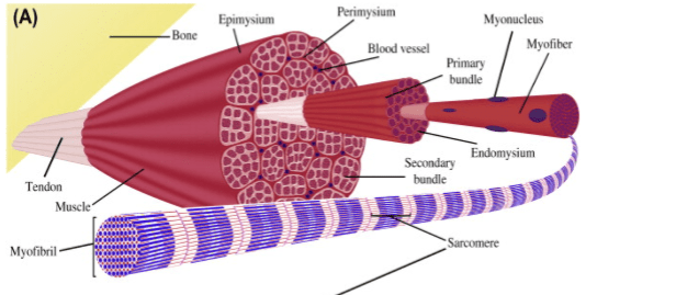 Muscle Structure (Biology) - Earthworm Express