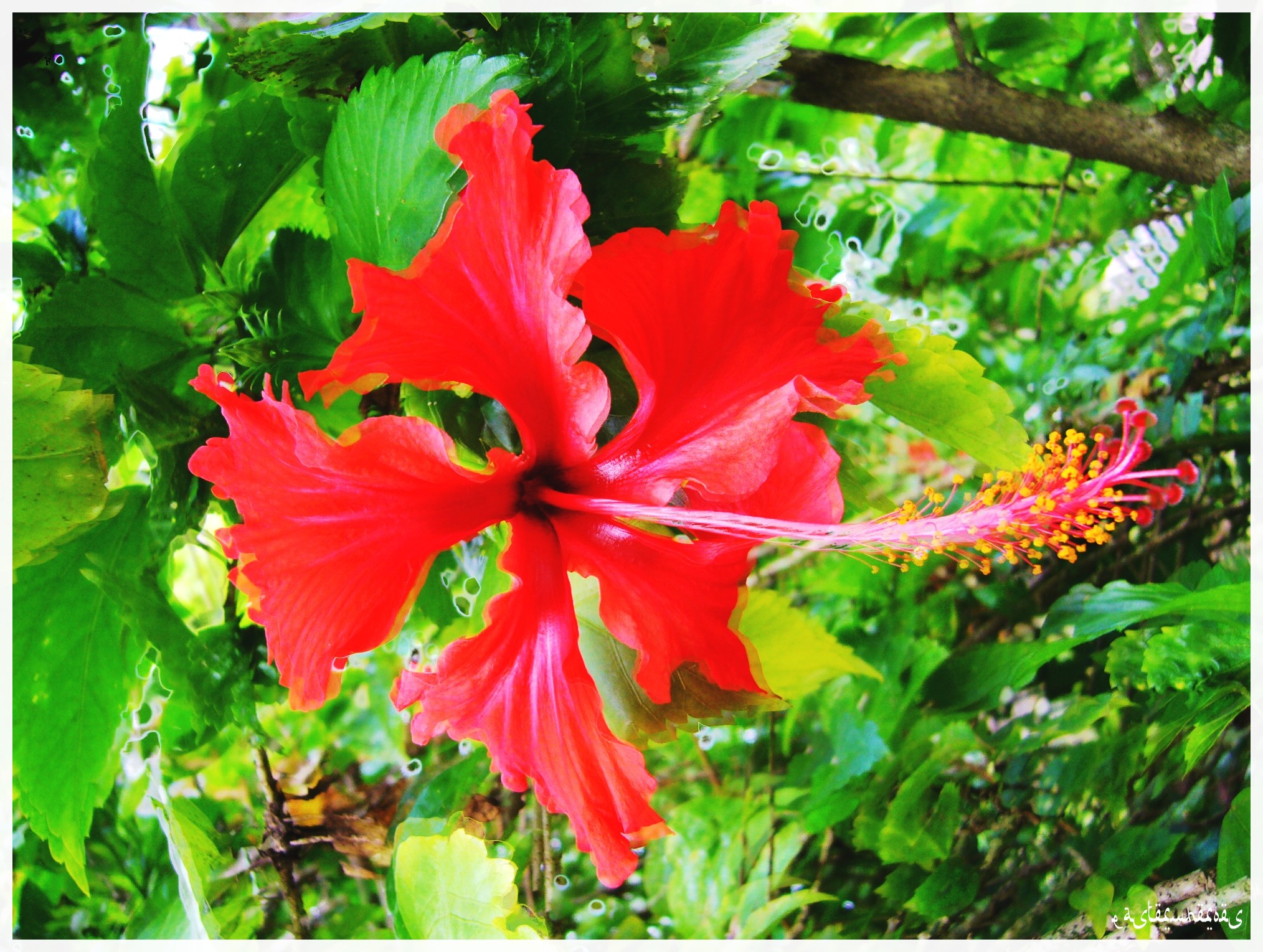 Bunga Raya | Easternheroes's Weblog