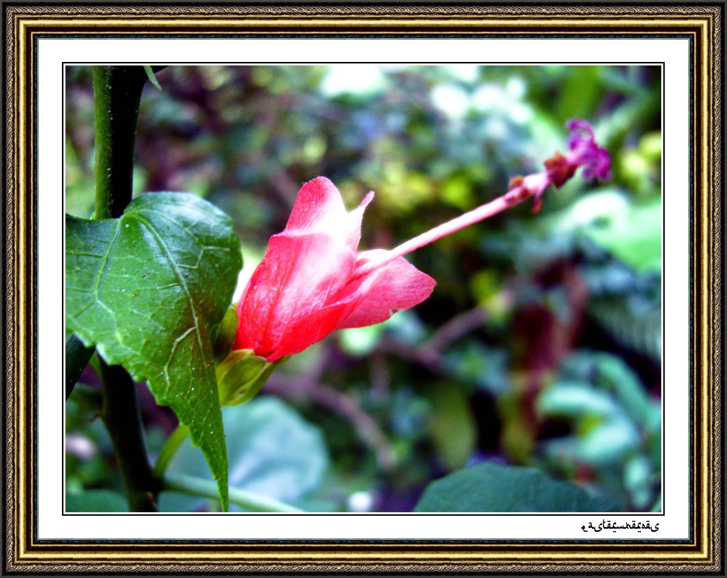 Old Bunga Raya | Easternheroes's Weblog