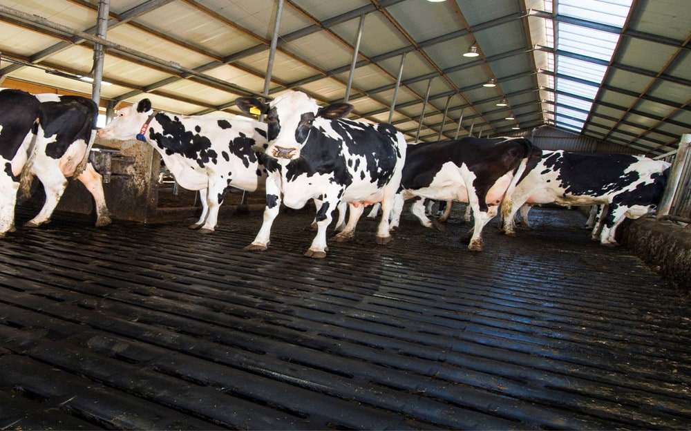 Slat Mats Cow Comfort Easyfix