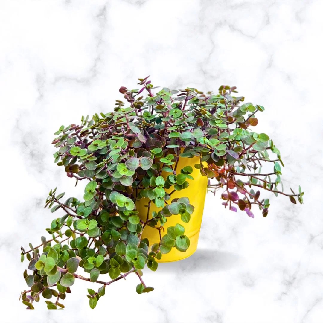 Buy Turtle Vine Creeper Plant Online | e Bageecha