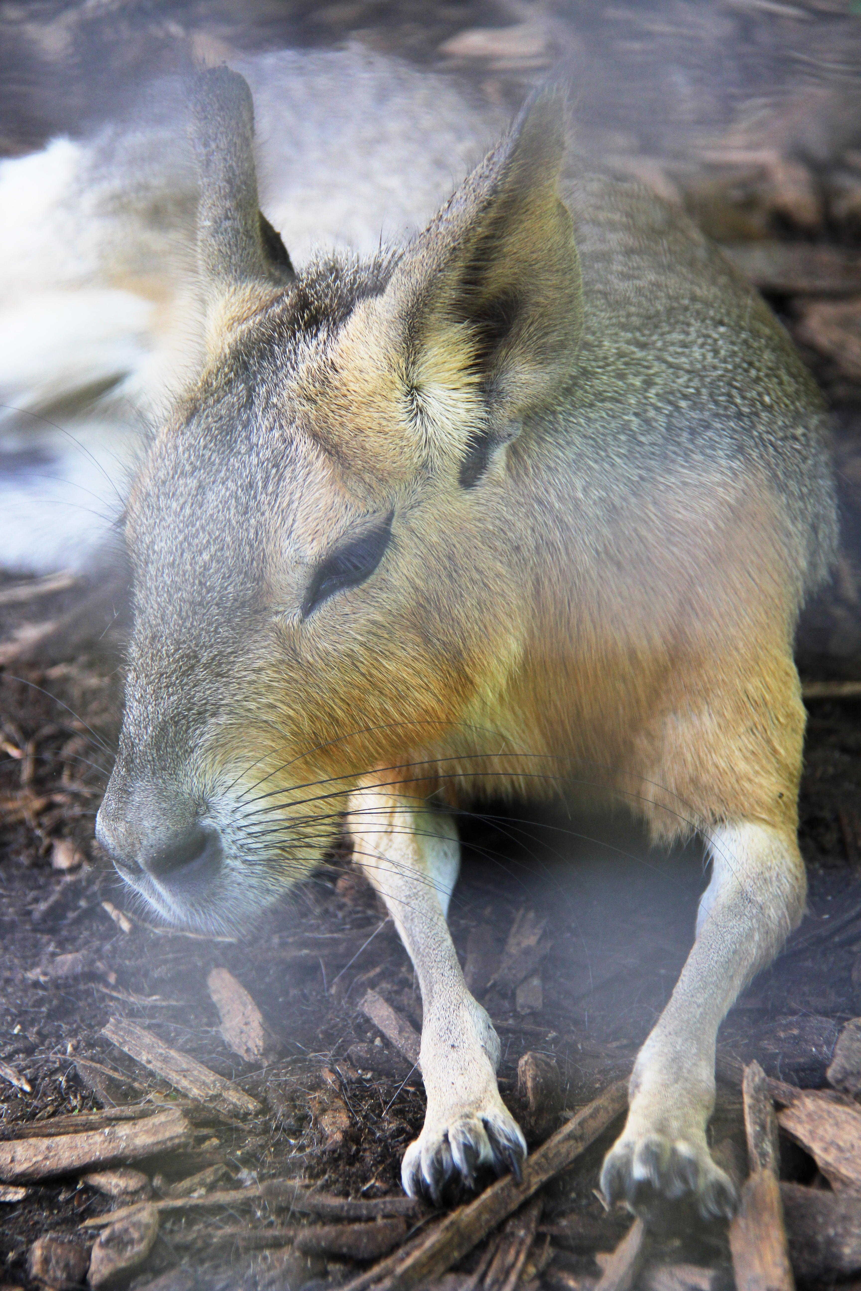 Epic Encounter – Amazing Animals in St. Cloud, FL – East Coast Current