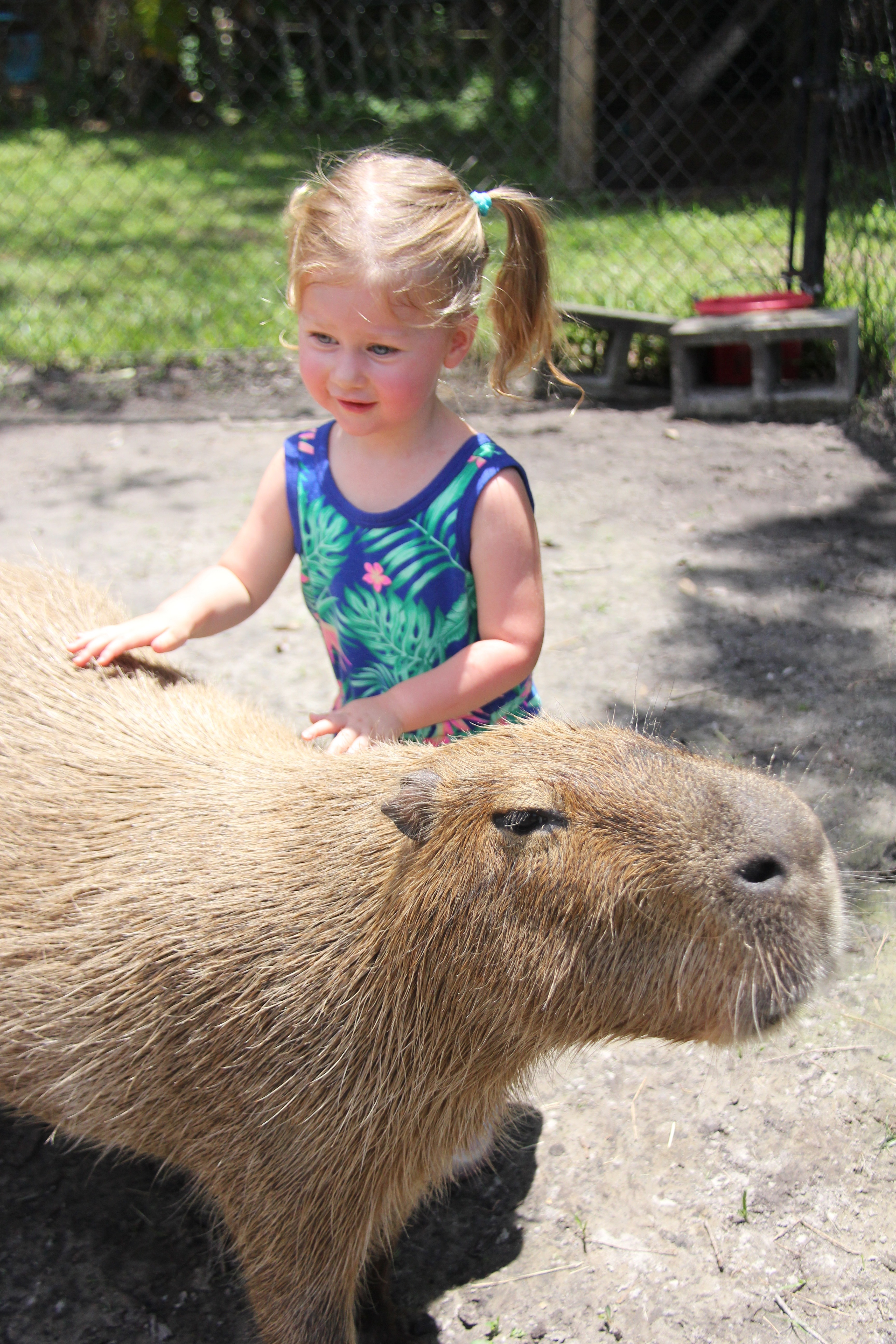 Epic Encounter – Amazing Animals in St. Cloud, FL – East Coast Current