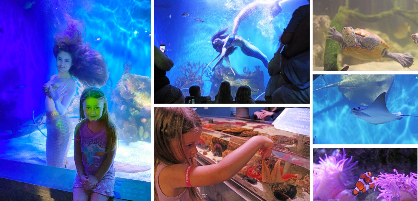 Dive into a Magical Mermaid Oasis: Mertailor’s Mermaid Aquarium ...