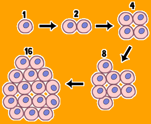 Celdeling Cel Menselijk Lichaam