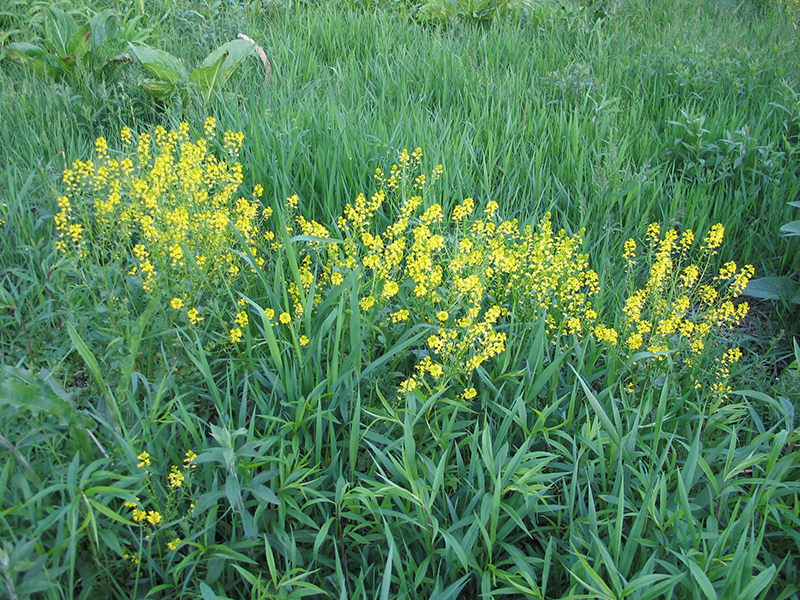 Eight Herbal Plant Families | Flora Verdura | A resource for herbalist ...