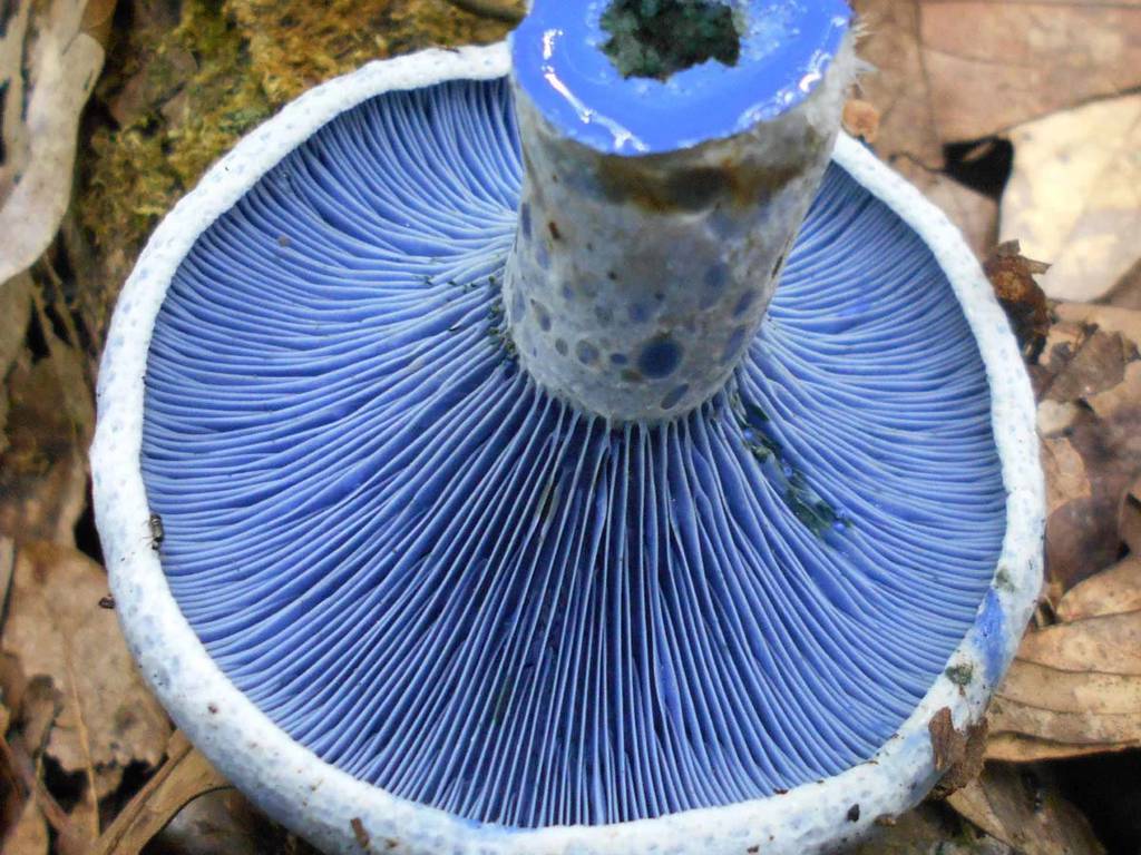 El hongo azul electrizante de América que es comestible