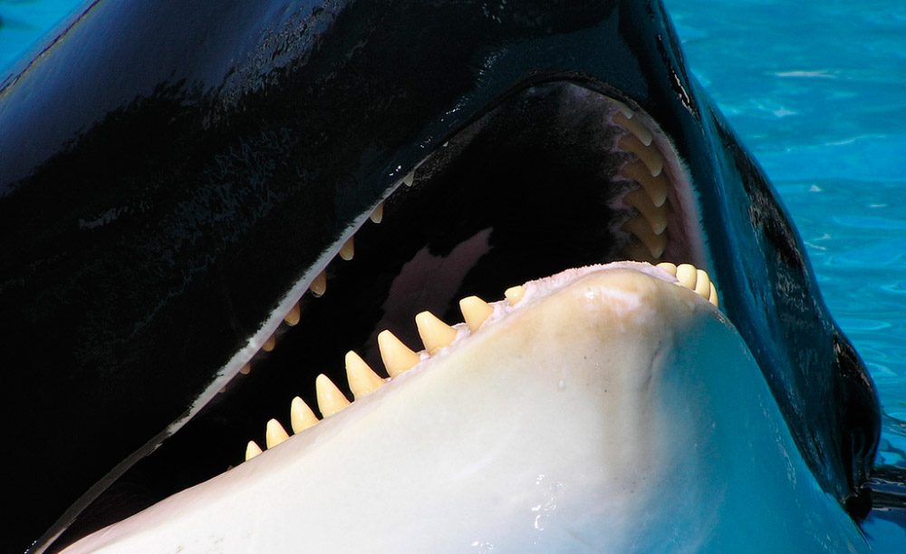 El llanto de las ballenas y los delfines, un síntoma de tristeza, duelo ...