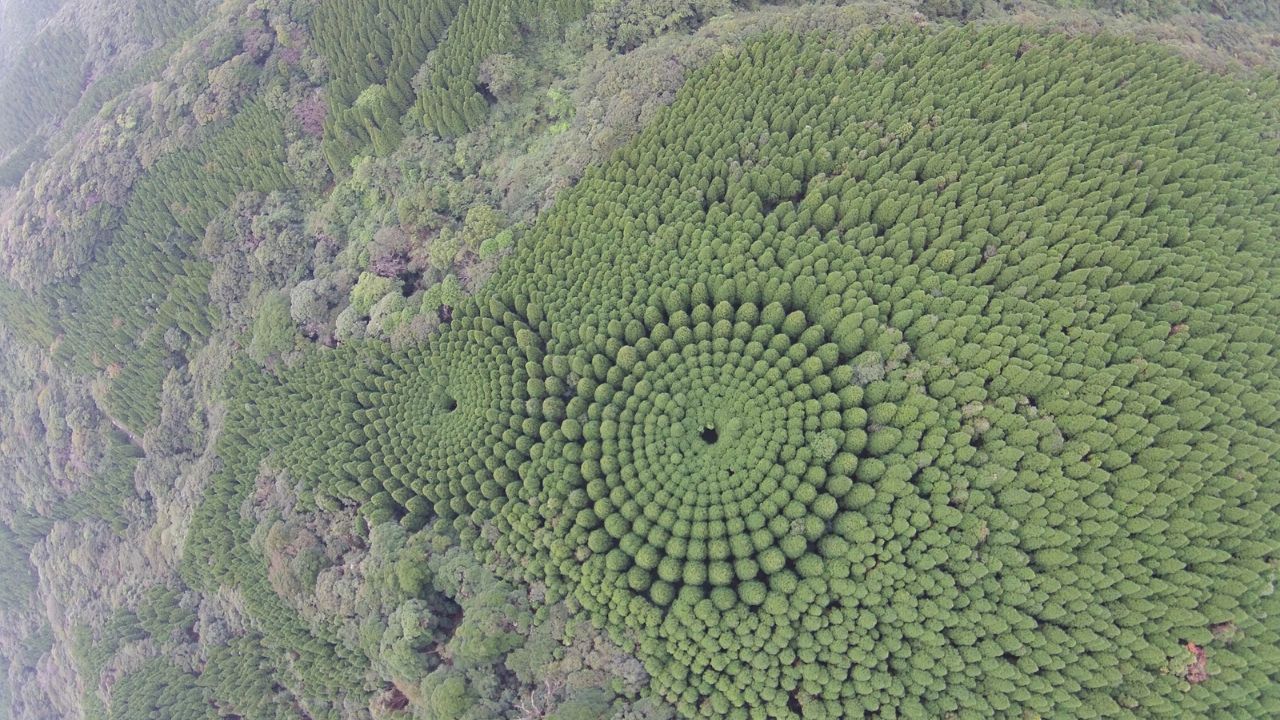 Los bosques circulares de Japón: 50 años después revelaron esta ...