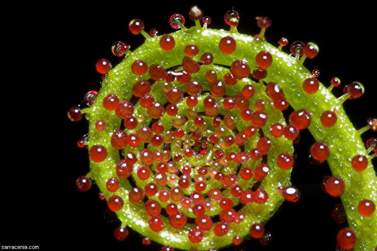 Conoce a esta planta que se vuelve carnívora cuando quiere