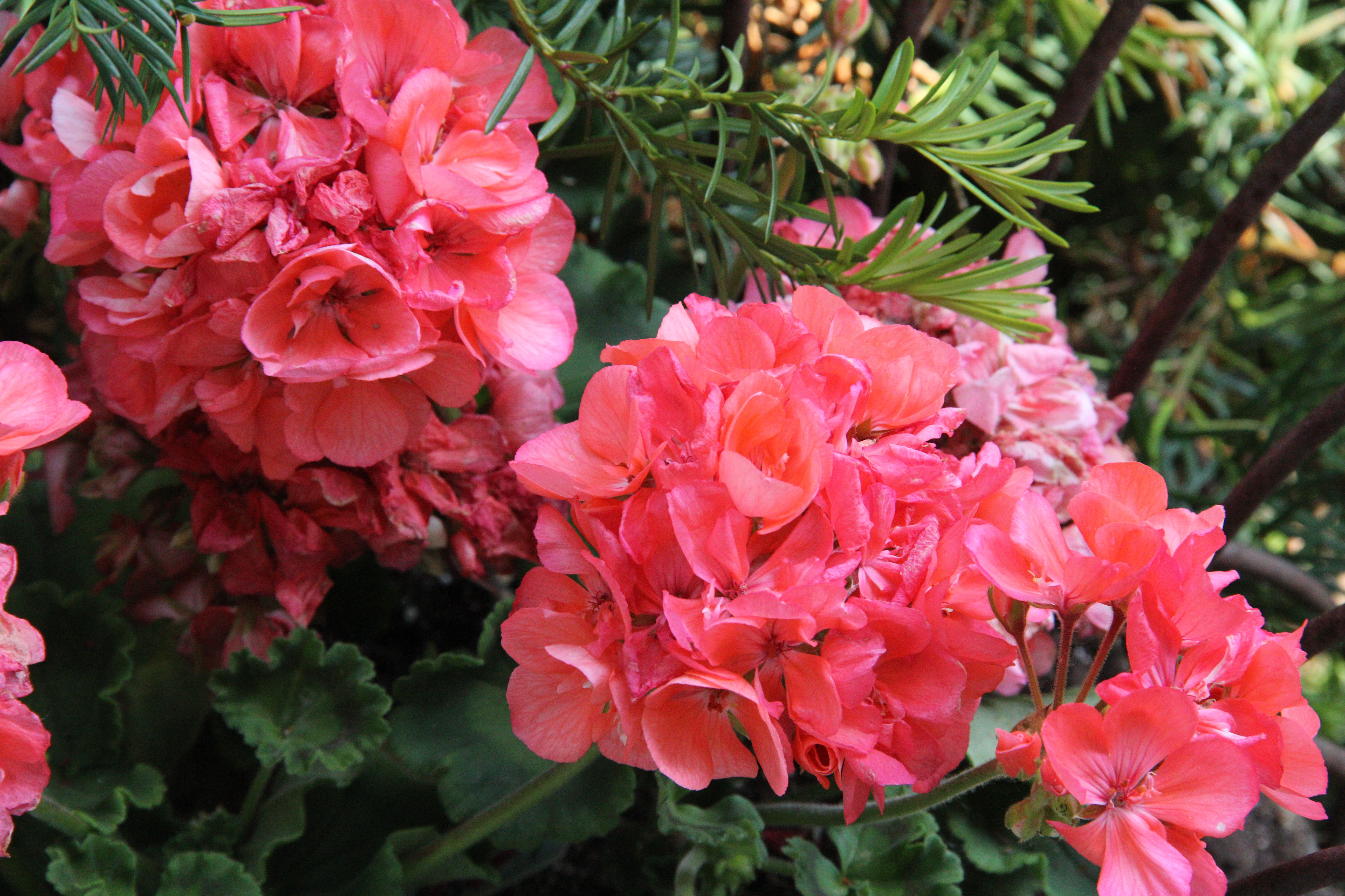 Bloom Where You’re Planted | Edgestitch