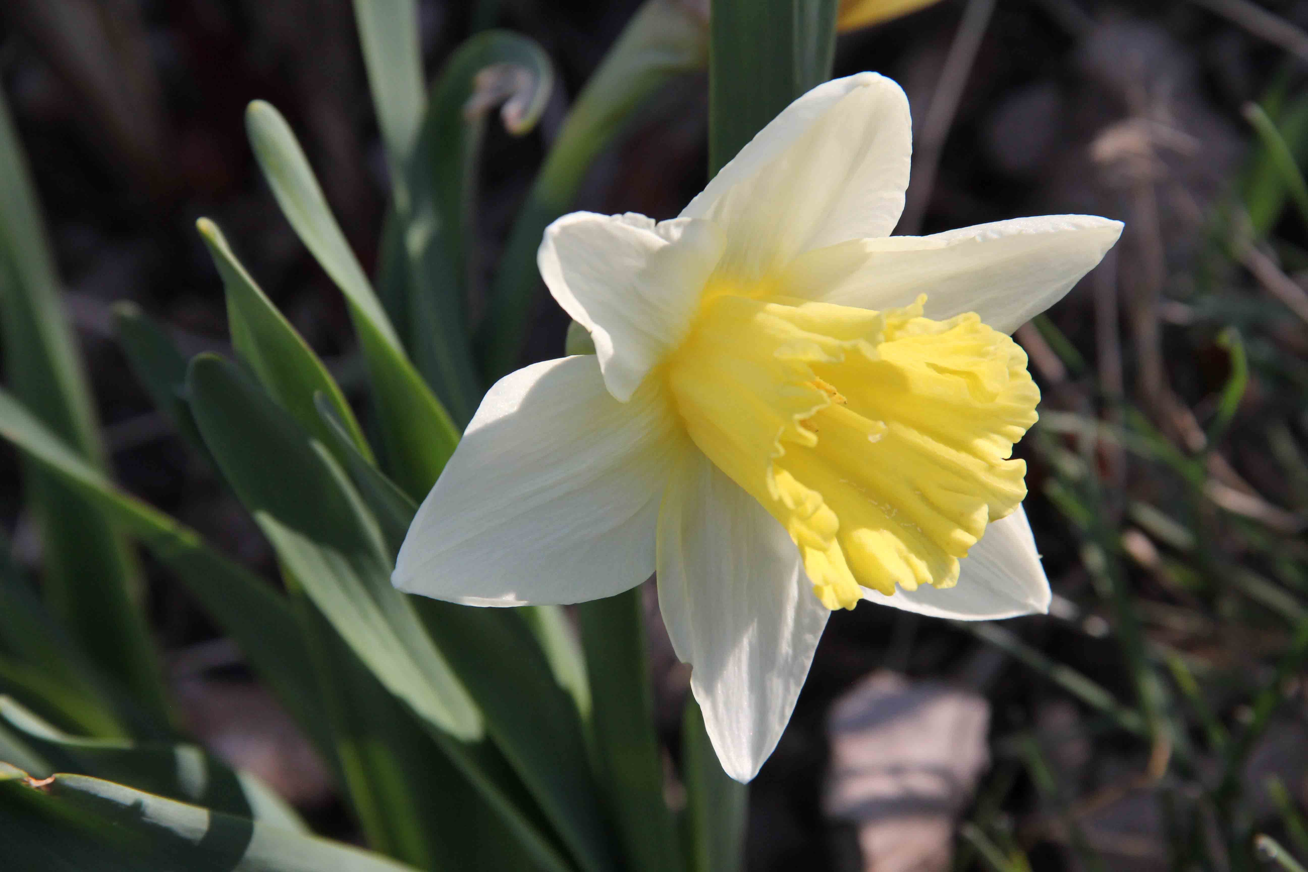 Daffodils Should Rule the World | Edgestitch