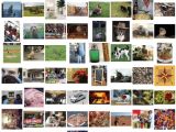 Simple Image Classification Using Fastai Jl Analytics Vidhya
