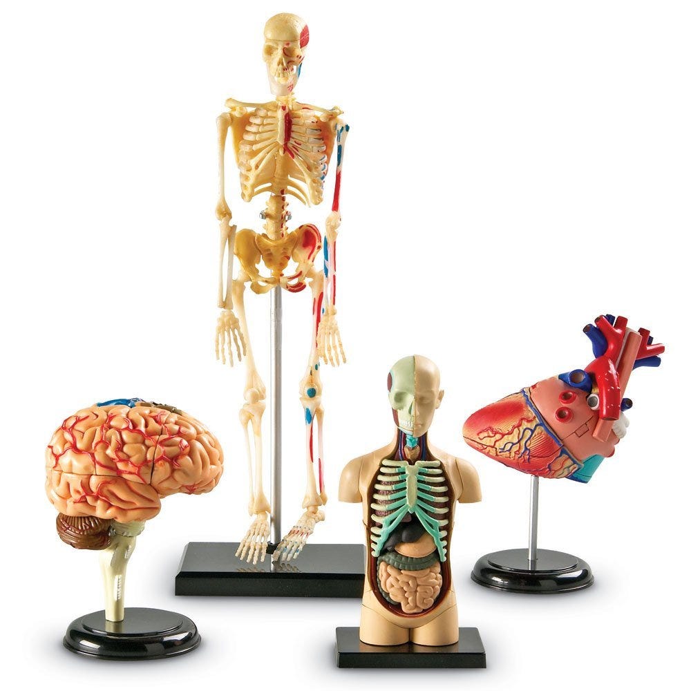 Set 4 modele anatomie • Edu-Lab.ro