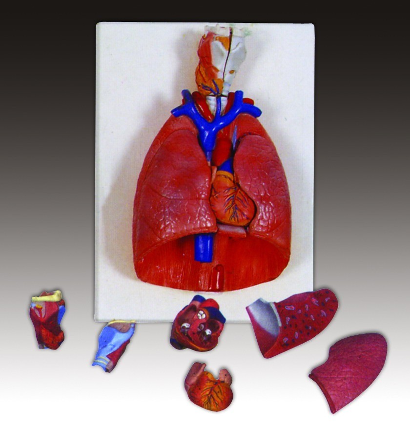 Plaman cu trahee • Edu-Lab.ro