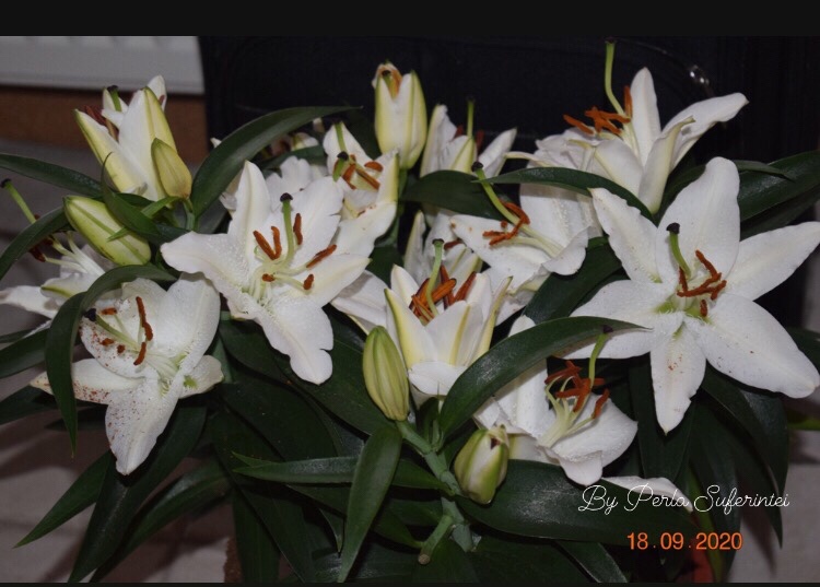 Voi pune… – … din suflet pentru suflet