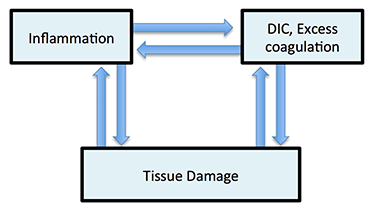 PulmCrit- Coagulation balance in sepsis-associated DIC