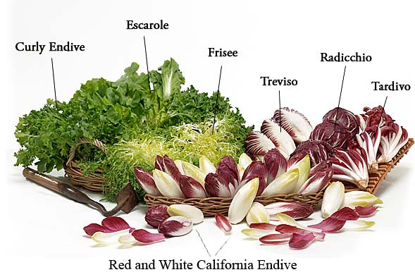 chicory | Discover Endive: a blog featuring California Endive recipes, tips, insights and more ...